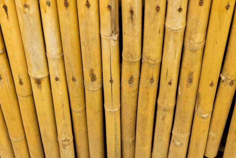 Yellow bamboo Background stock photo. Image of element - 45987470