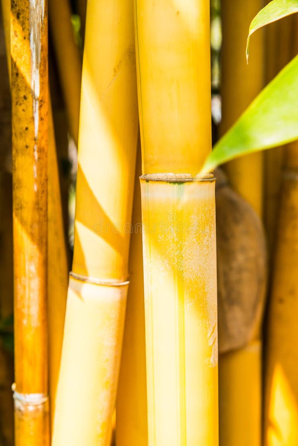 Yellow bamboo in park stock image. Image of bamboo, asian - 213600859