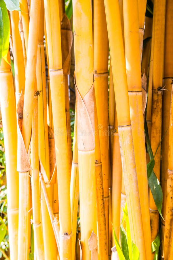 Yellow bamboo in park stock photo. Image of nature, organic - 214733924