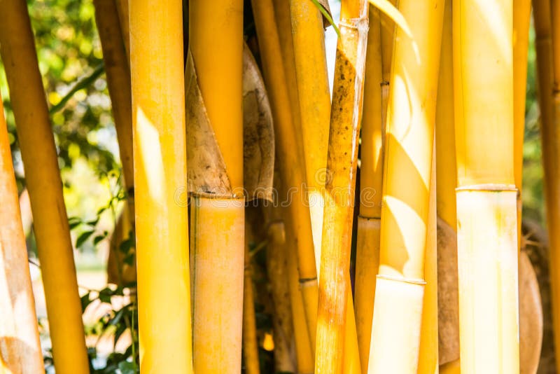 Yellow bamboo in park stock image. Image of light, color - 214734151