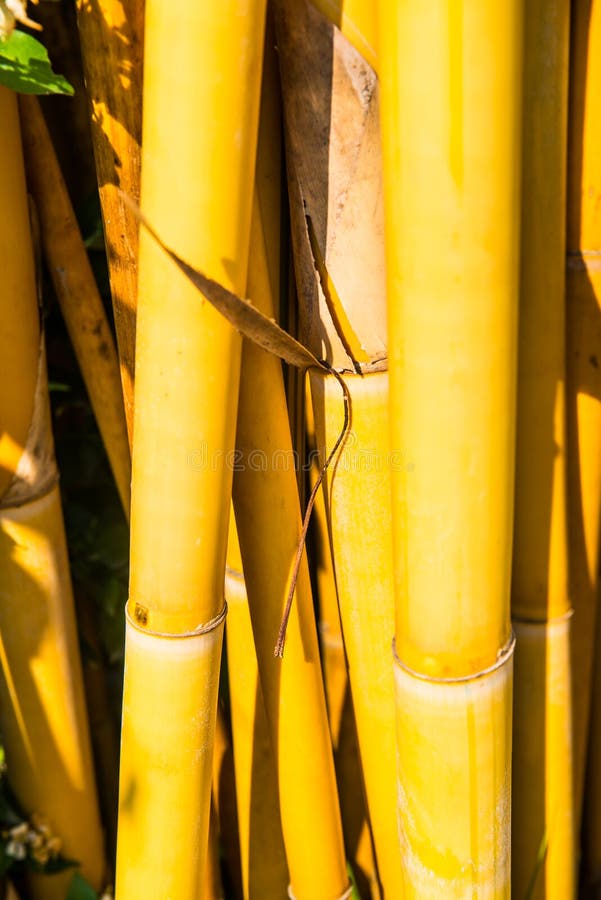 Yellow bamboo in park stock image. Image of detail, background - 214734265