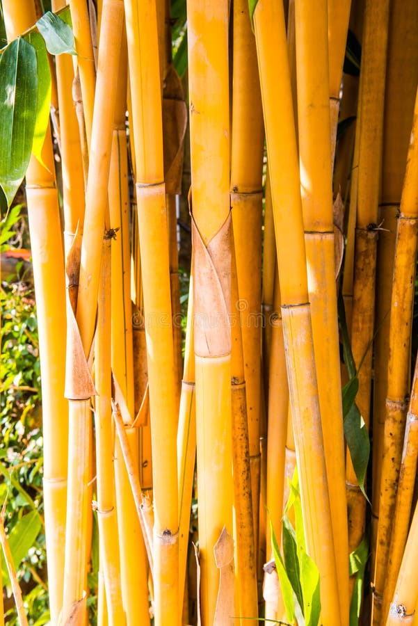Yellow bamboo in park stock image. Image of jungle, background - 216209385