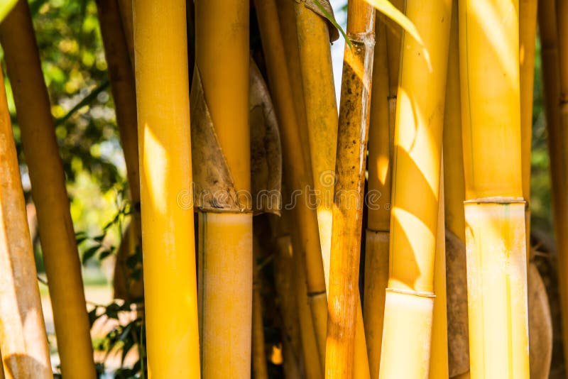 Yellow bamboo in park stock image. Image of background - 216209437
