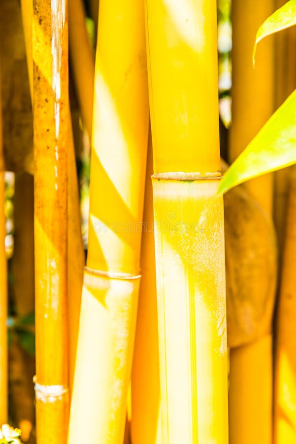 Yellow bamboo in park stock photo. Image of bundle, japanese - 220123286