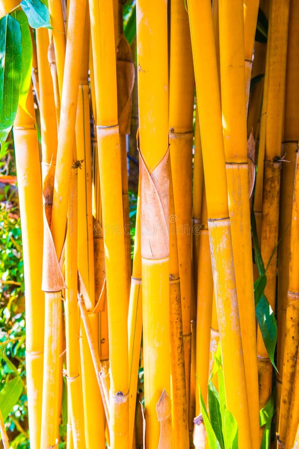Yellow bamboo in park stock photo. Image of background - 217850056