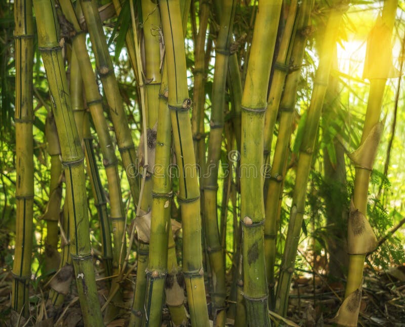 Yellow Bamboo Bush in the Park Stock Photo - Image of garden, closeup ...