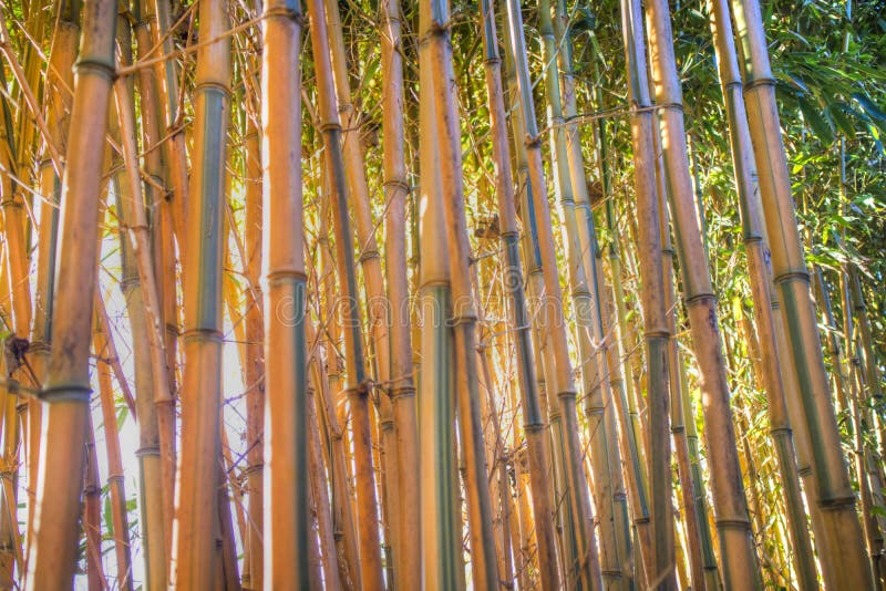 Yellow bamboo cane stock image. Image of forest, variety - 136815745