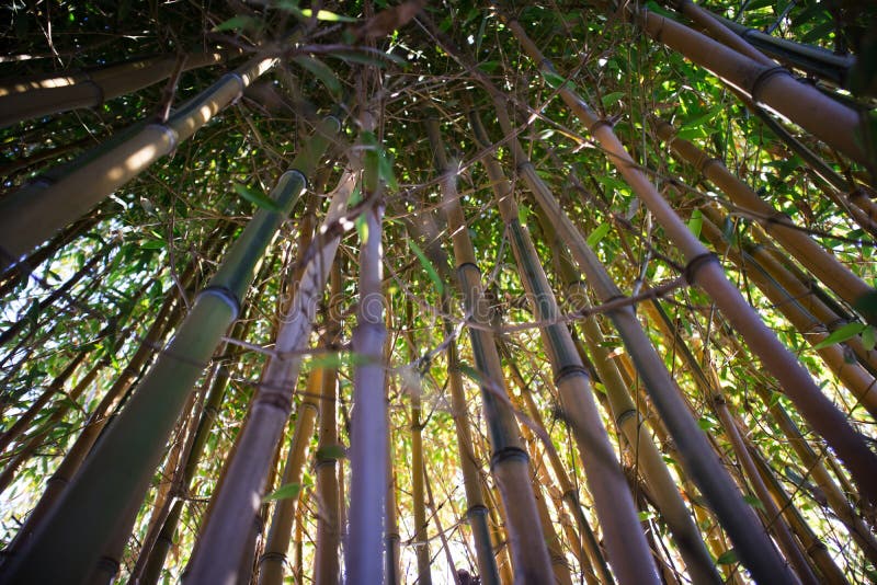 Yellow bamboo cane stock image. Image of brown, forest - 136816177
