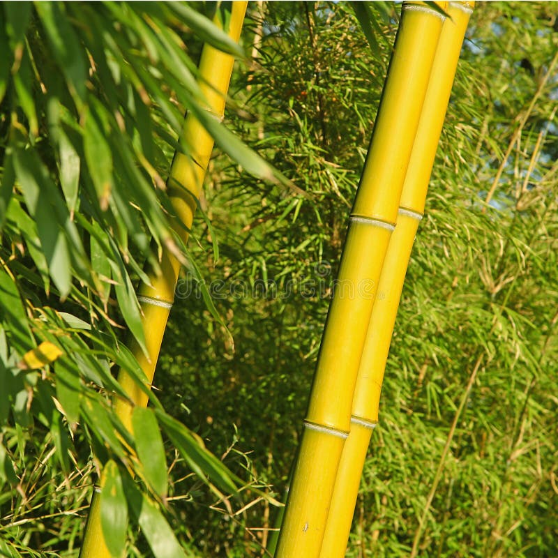 Yellow bamboo canes stock photo. Image of dwarf, white - 248596864
