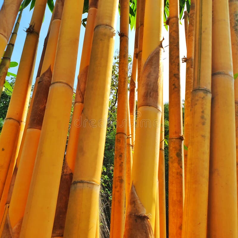 Yellow Bamboo Cluster Grown Near the River Stock Image - Image of ...