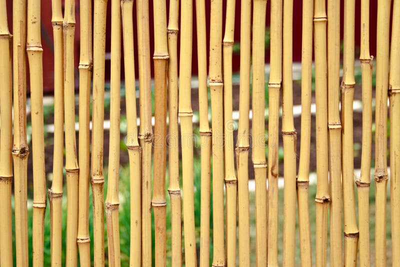 Yellow bamboo fence stock photo. Image of asian, decor - 74290194