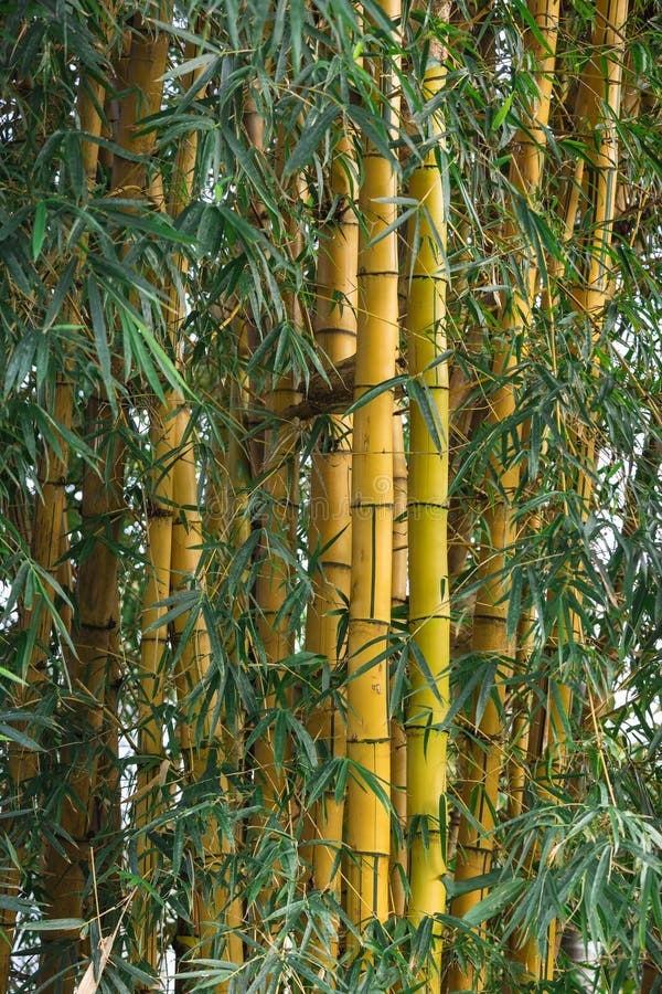 Yellow Bamboo in the Forest Stock Image - Image of closeup, environment ...