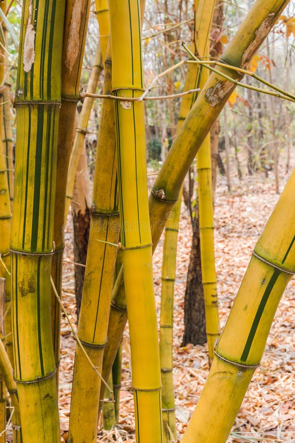 Yellow bamboo stock image. Image of natural, botanical - 56273439