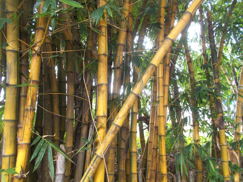 Yellow Bamboo Forest at the Village Stock Photo - Image of depth ...