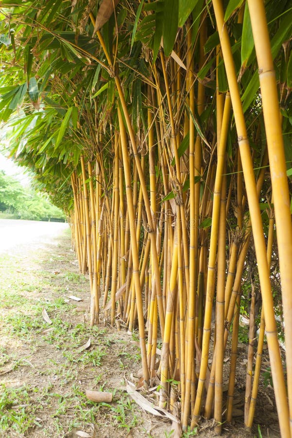 Yellow bamboo. stock photo. Image of gardening, natural - 40005914