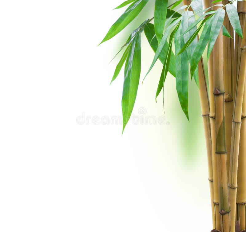Yellow Bamboo with Leaves on White Background Stock Image - Image of ...