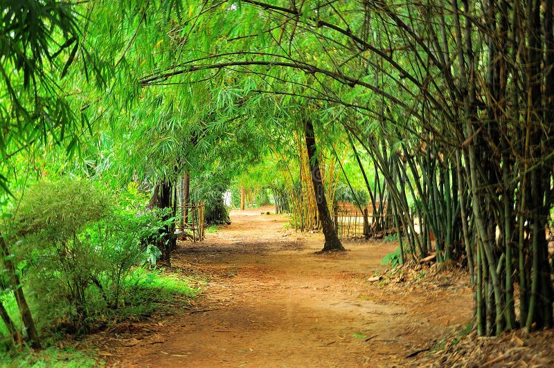 Yellow Bamboo in park stock image. Image of clay, bright - 6223735