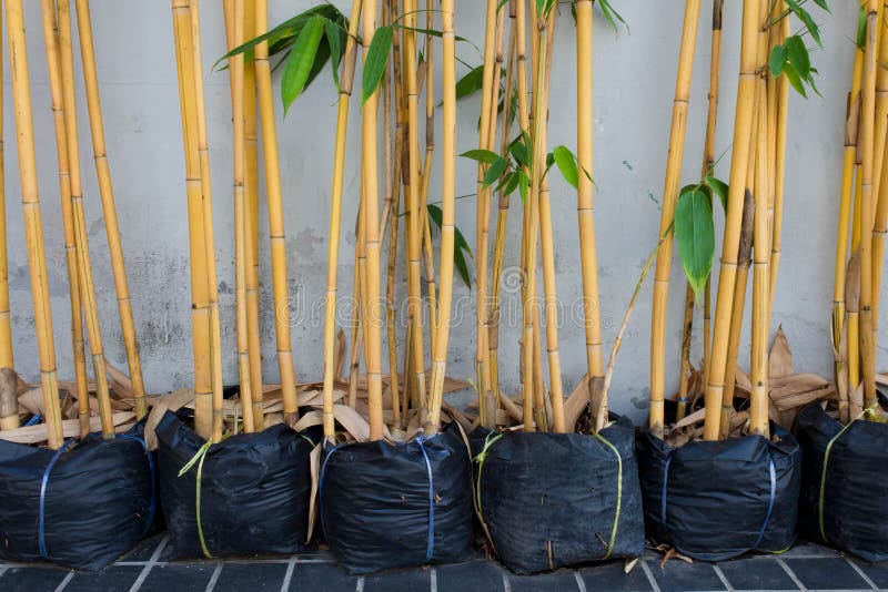Yellow bamboo in pots stock photo. Image of garden, water - 33772020