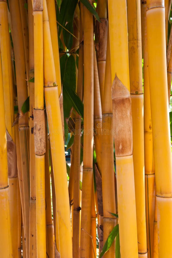 Yellow bamboo tree stock photo. Image of backdrop, jungle - 22706144