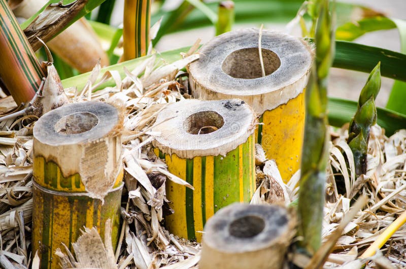 Forest Being Cut Down Turning Into A Dry Lifeless Field Stock Photo ...