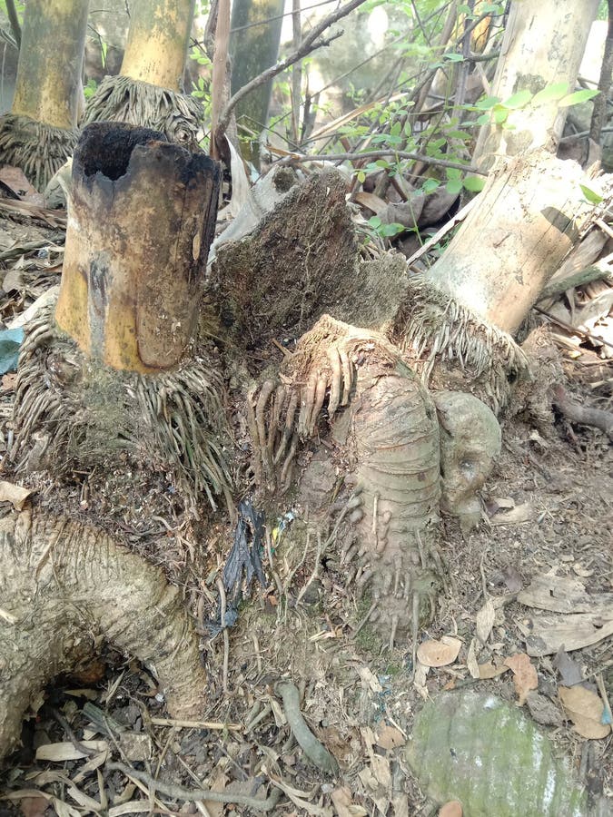 Yellow Bamboo Tree Stump in the Yard Stock Image - Image of bamboo ...