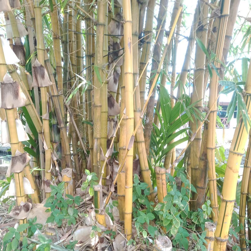 Yellow bamboo trees stock image. Image of forest, garden - 320601333