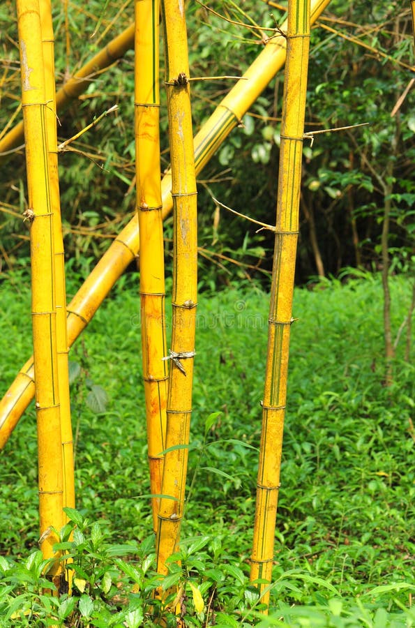 Yellow bamboo stock photo. Image of bamboo, outdoor, natural - 30389504