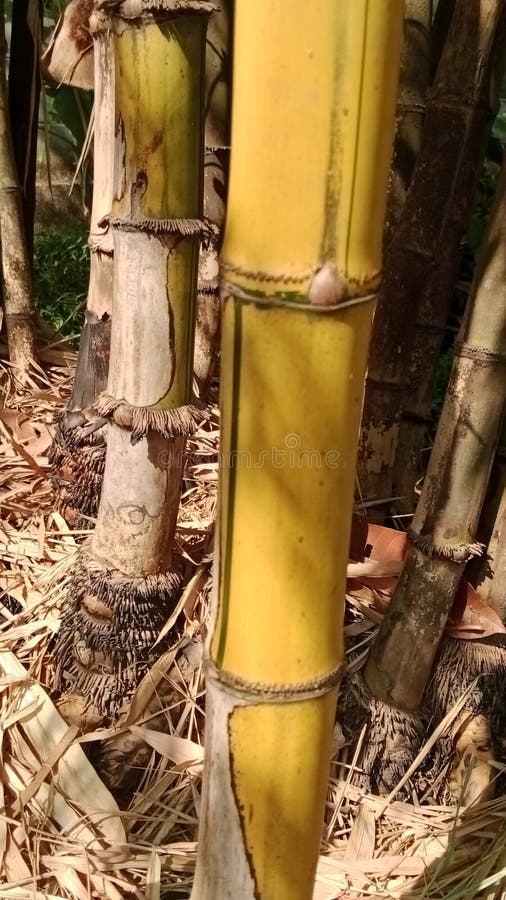 Yellow Bamboo Trees Grow in Groups and Yellow Bamboo is Very Strong and ...