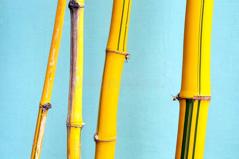 Yellow Bamboo Trunks Close Up Stock Photo - Image of pattern, tree ...