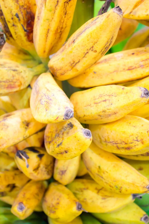 Yellow banana stock photo. Image of agricultural, ingredient - 31860618