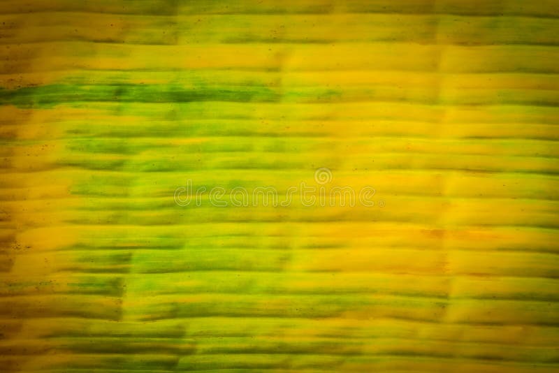 Yellow Banana Leaf Texture ,nature Pattern Background Stock Image ...