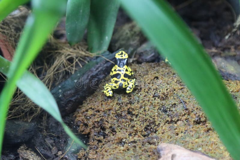Yellow-banded Arrow Frog in the Genoa Aquarium- Editorial Photography ...