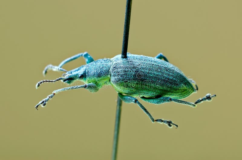Yellow banded leaf weevil stock photo. Image of weevil - 62741002