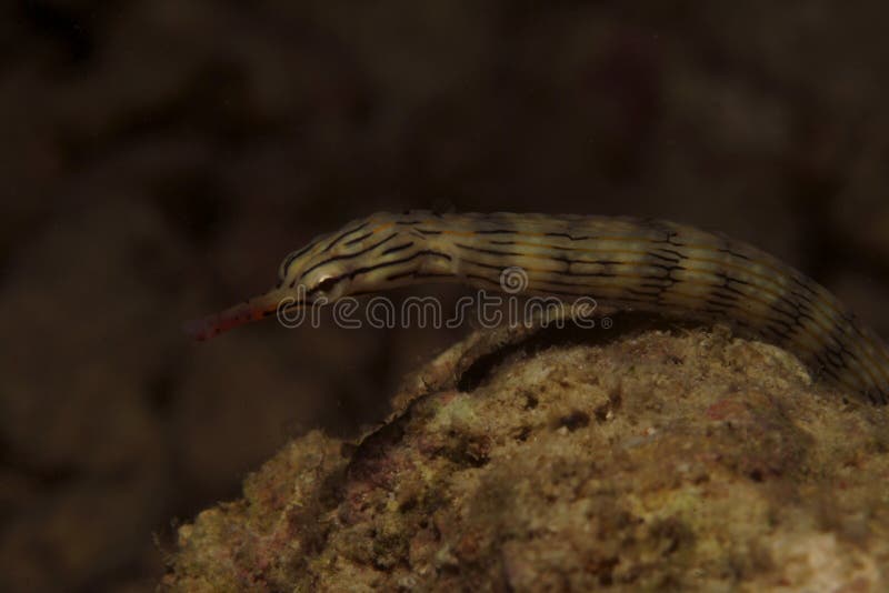 Yellow-banded Pipefish, Mabul Island, Sabah Stock Photo - Image of fish ...