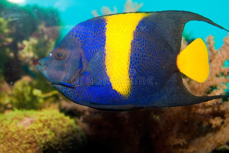 Yellow-Bar or Half Moon Angelfish Stock Image - Image of aquarium ...