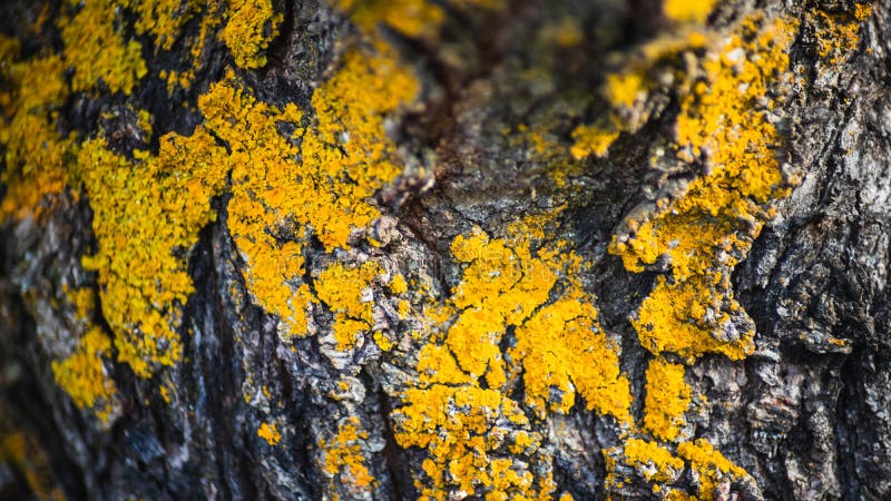 Yellow bark of a tree stock photo. Image of rainforest - 182385608