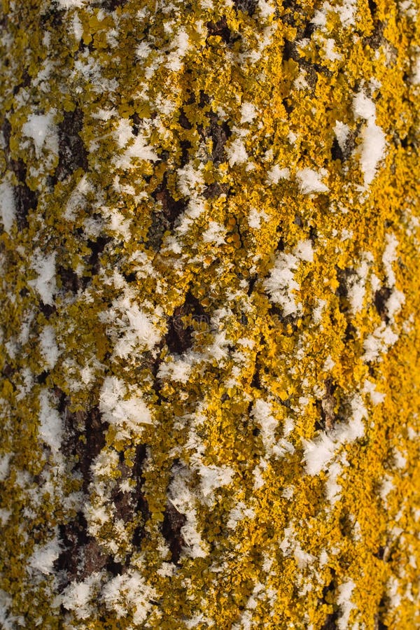 Yellow bark of tree stock image. Image of trunk, deciduous - 108394041