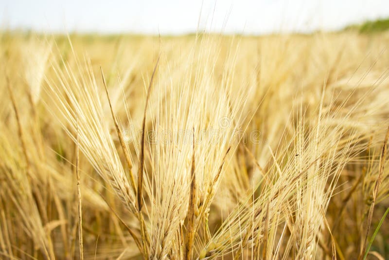 Yellow barley and the clea stock photo. Image of agriculture - 25628038