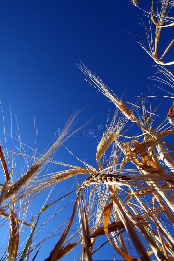 Yellow barley in the field stock photo. Image of wheat - 171152042