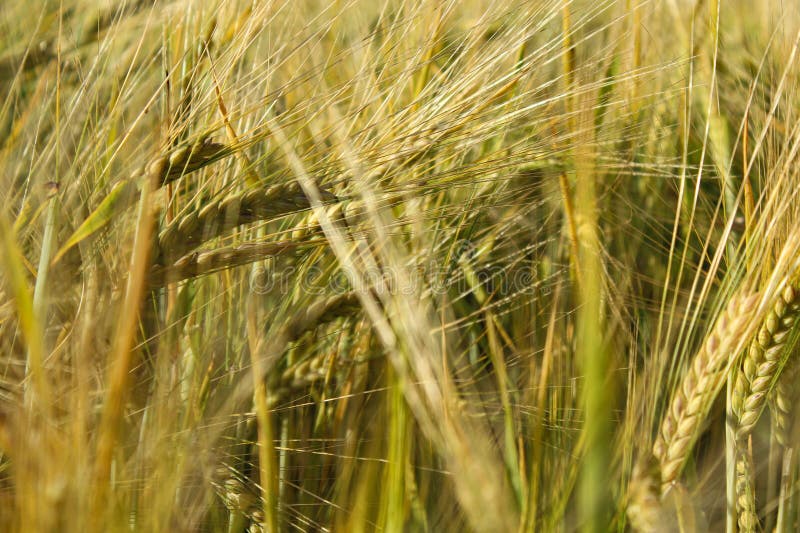 Yellow Barley Field on a Sunny Summer Day Stock Image - Image of grass ...