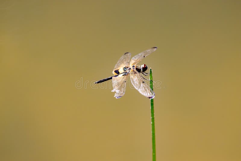 Yellow Barred Flutterer Dragonfly, Rhyothemis Phyllis Stock Photo ...