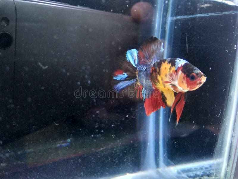 Yellow base Betta stock photo. Image of darkness, animal - 222689704