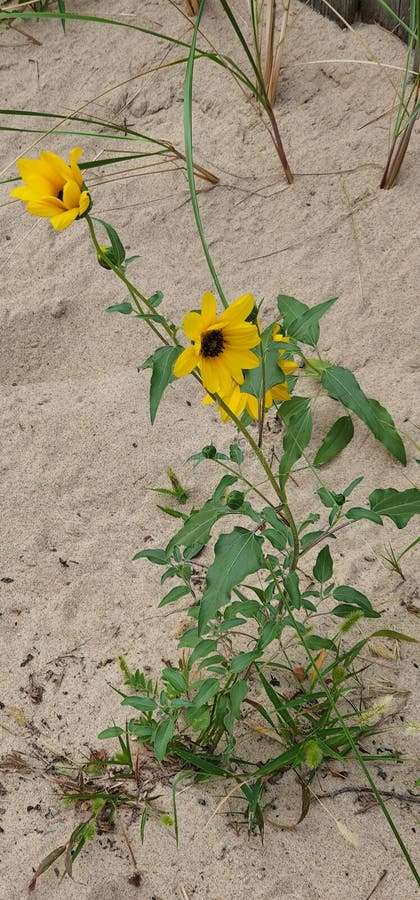 Yellow Beach Flowers Growing in Sand Stock Photo - Image of insect ...