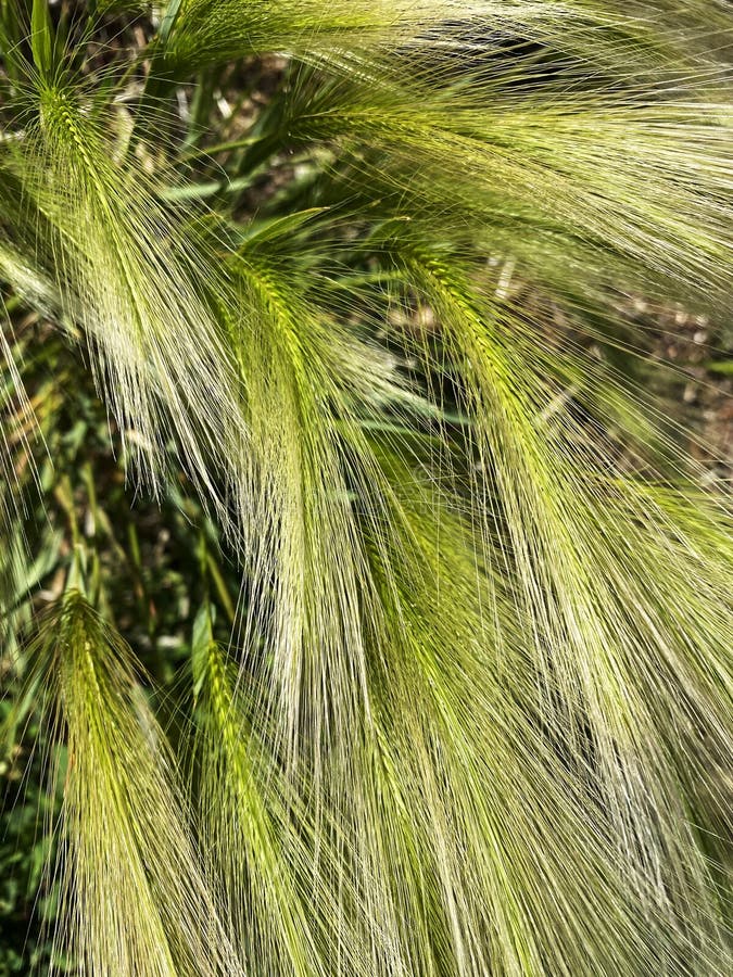 Yellow Beach Grass Beachgrass Lush Greenery Foliage Closeup Macro ...
