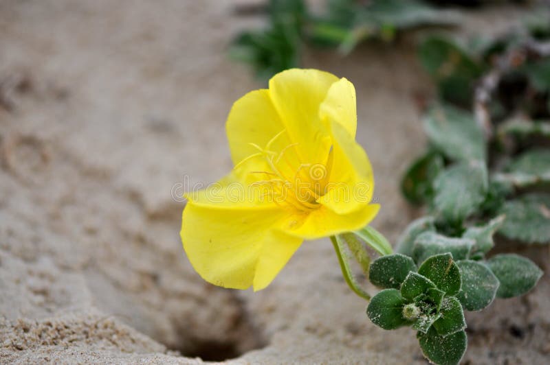 Yellow Beach Primrose stock image. Image of beauty, petal - 11605903