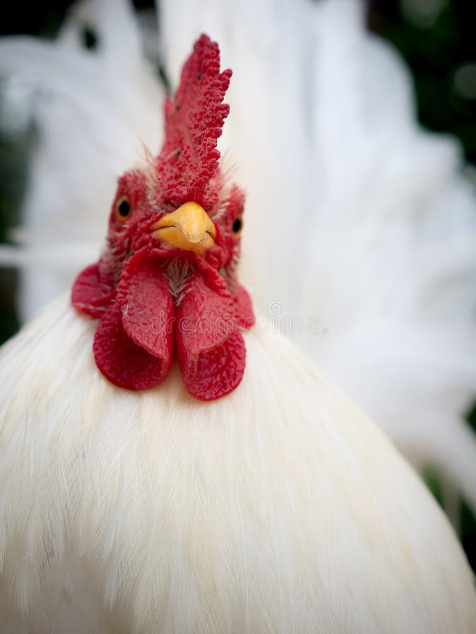 Yellow Beak of Bantam stock photo. Image of cockerel - 132087778