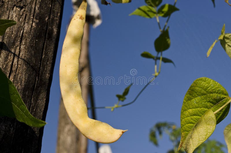 Yellow Bean Growing on Vegetable Bed Stock Photo - Image of growing ...