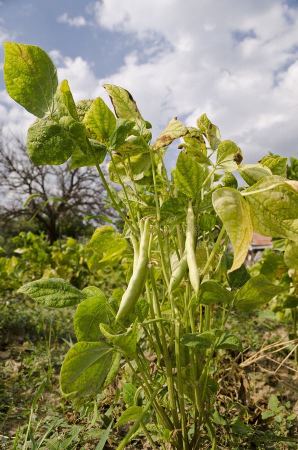 Yellow bean stock photo. Image of leaf, healthy, fruit - 68164978