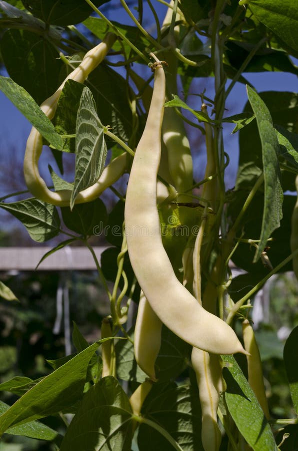 Yellow bean stock photo. Image of grow, food, beautiful - 68164996