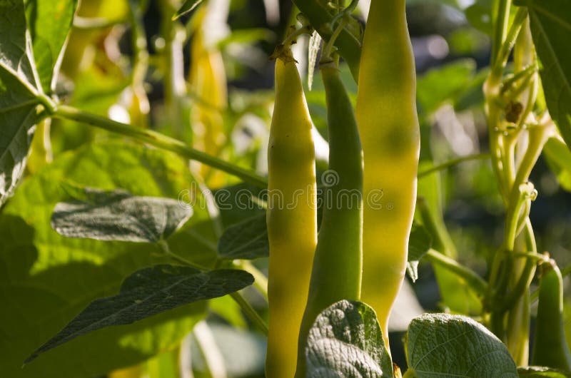 Yellow bean stock photo. Image of leaf, healthy, fruit - 68164978